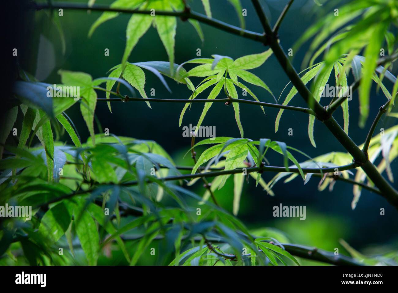Fantastic green leaves of palmate ( japanese) maple! in Normandy ...