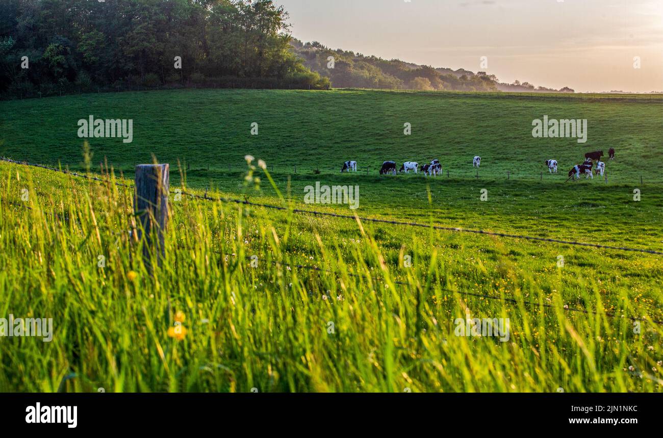 Rural idyll in Normandy- Normandian cows with pleasure eating fresh ...