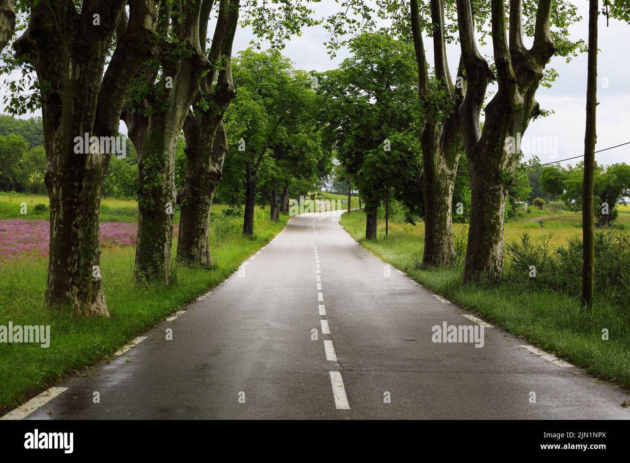 Under plane trees hi-res stock photography and images - Alamy