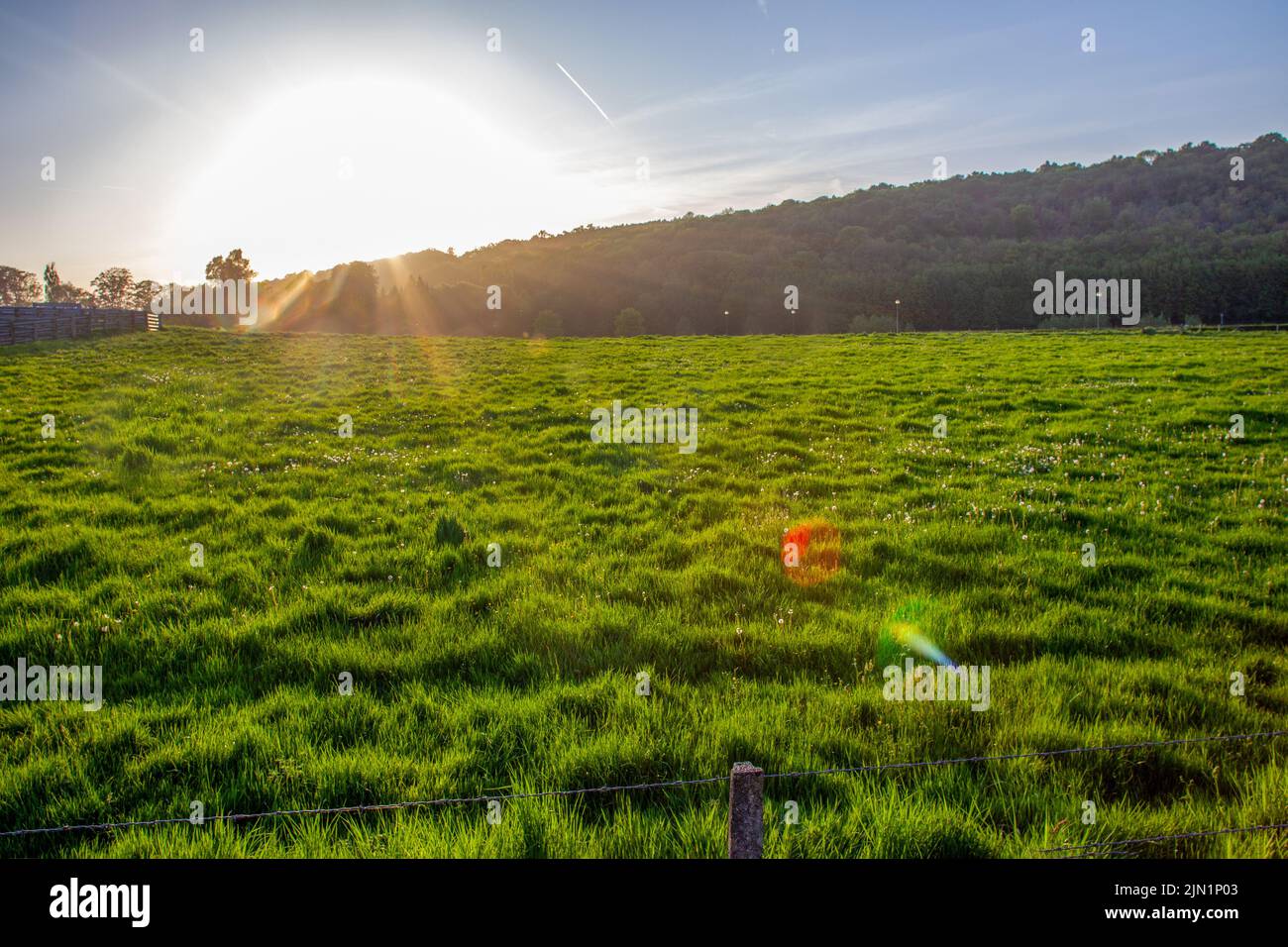 Meadow in Normandy (Normandia) - very fresh, green and tasty grass for ...