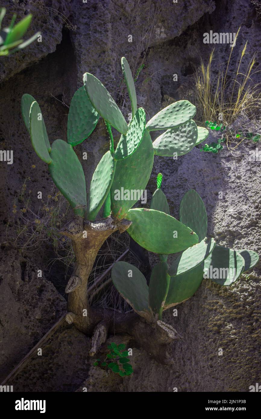 Cactus plant, top view of a cactus Stock Photo - Alamy