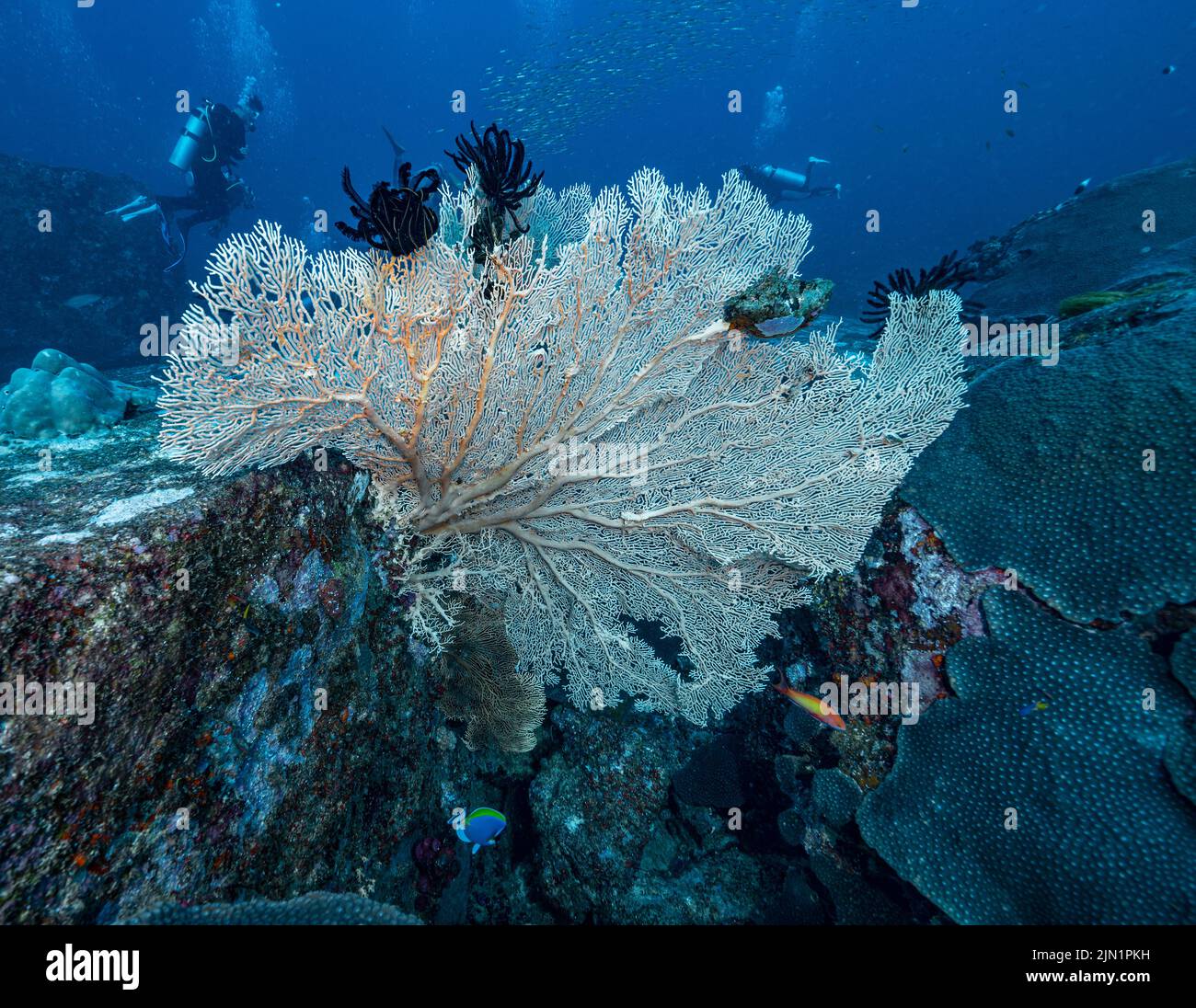 Gorgonian sea fan coral in the tropical waters of the Andaman Sea Stock ...