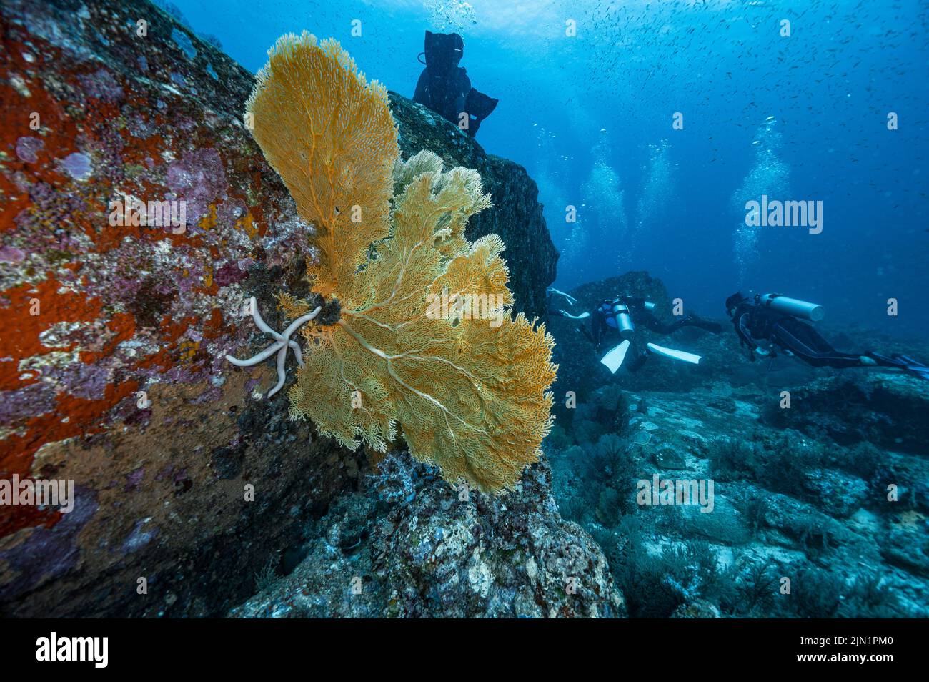 Gorgonian reef tank hi-res stock photography and images - Alamy