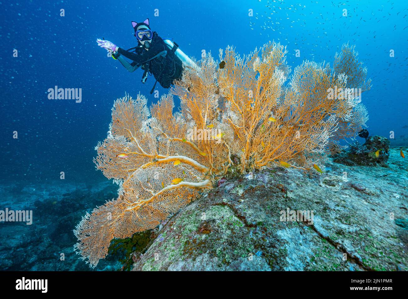 Gorgonian reef tank hi-res stock photography and images - Alamy