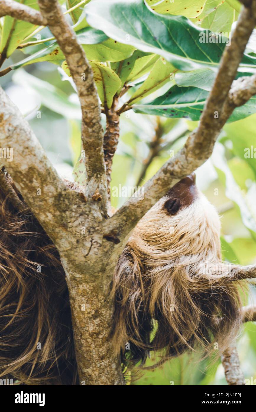 sloth sleeping on a tree branch Stock Photo - Alamy