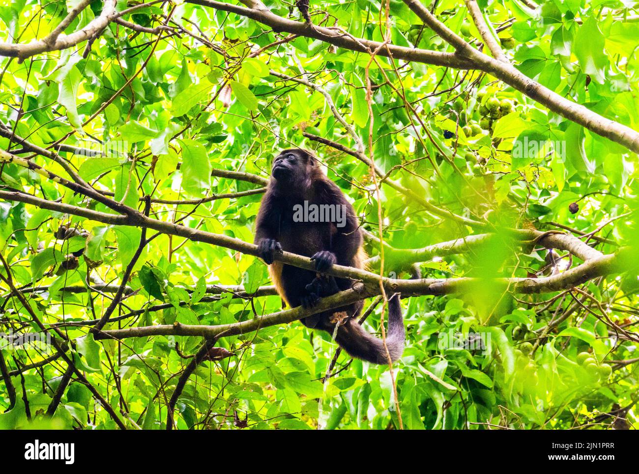 howler monkey in a tree in Manuel Antonio national park Stock Photo - Alamy