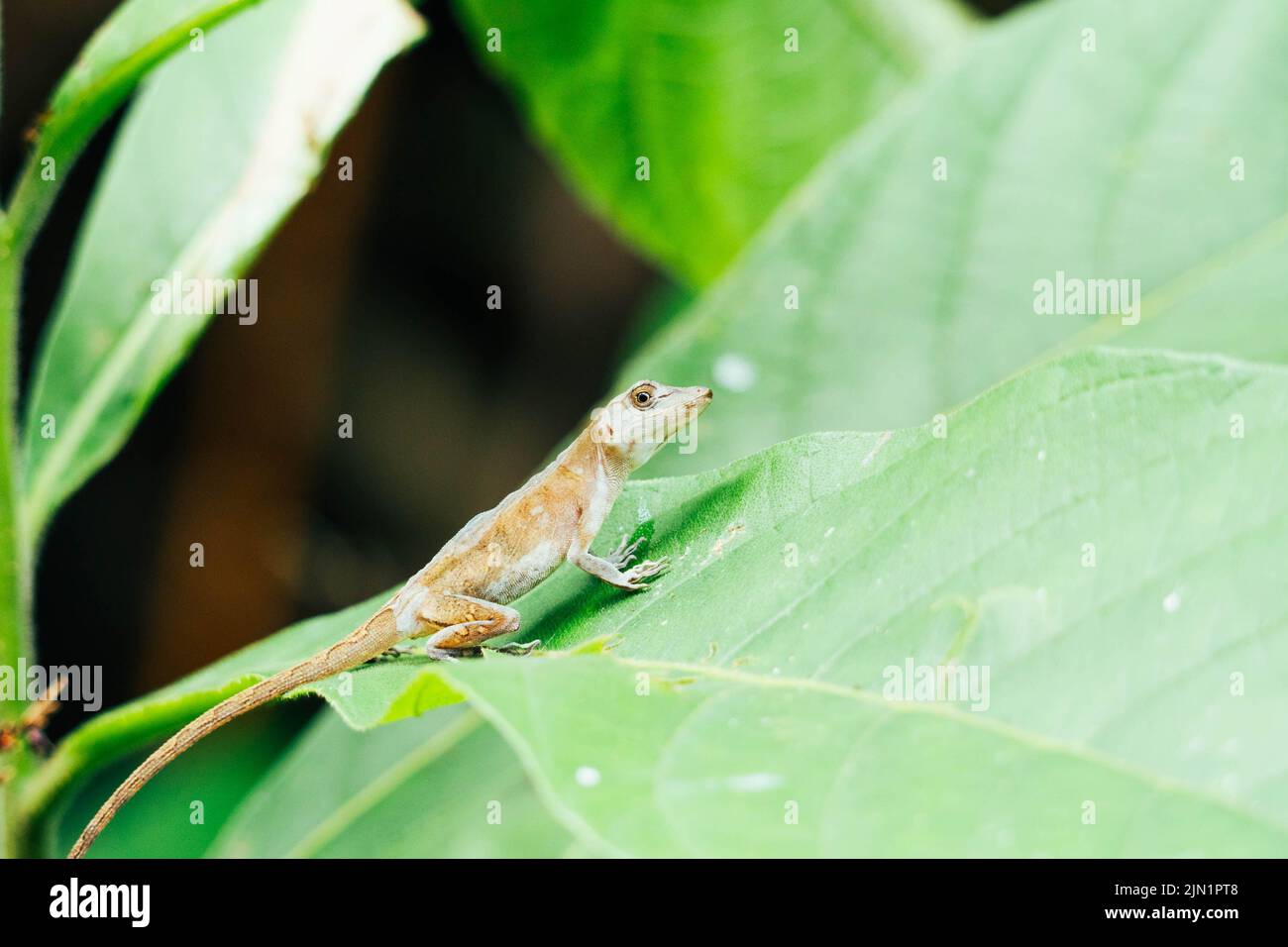 Green lizard in national hi-res stock photography and images - Alamy