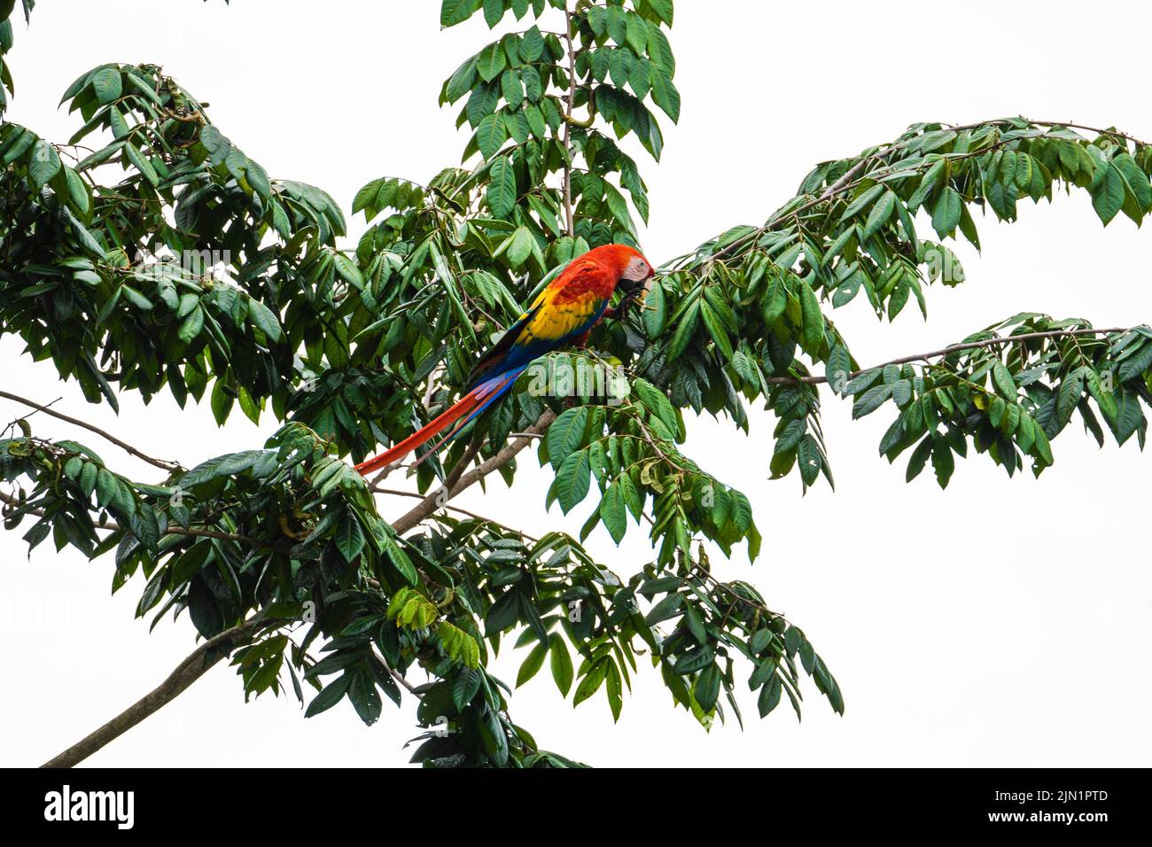 Macaw bird on tree hi-res stock photography and images - Alamy