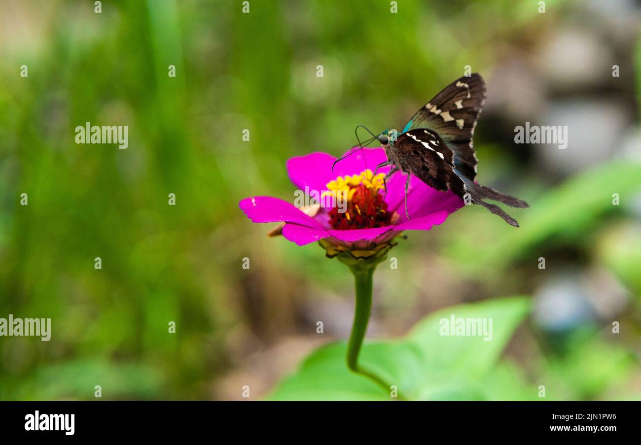 butterfly collecting pollen on a flower Stock Photo - Alamy
