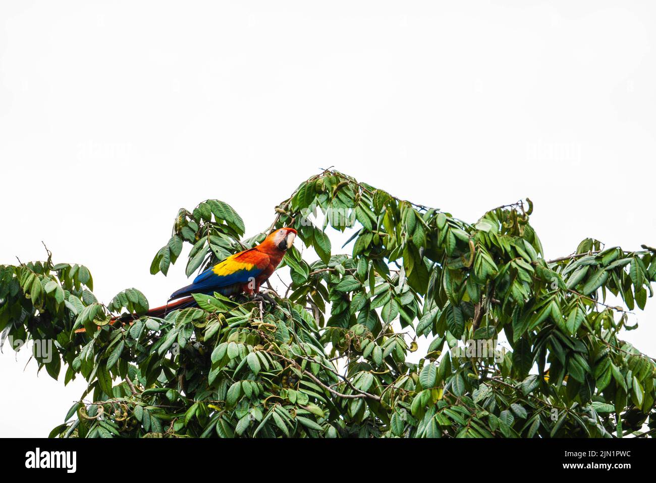 Macaw bird on tree hi-res stock photography and images - Alamy