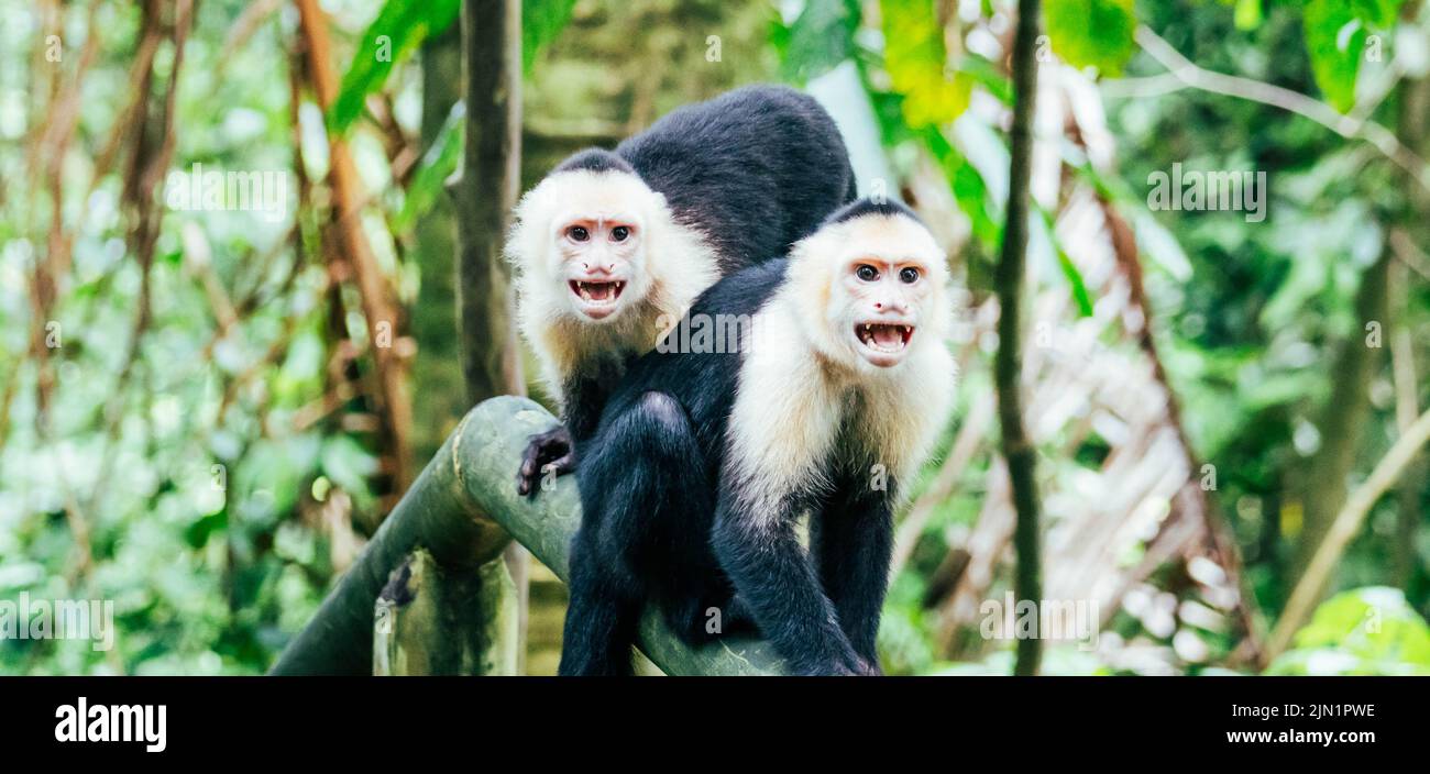 white face monkey angry showing teeth in a national park Stock Photo ...