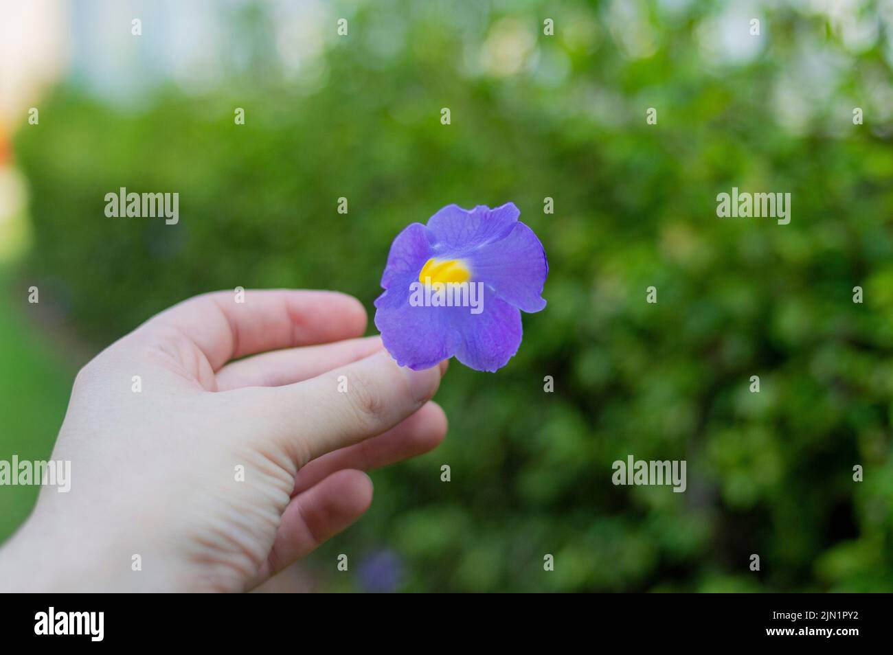 Handing flower hi-res stock photography and images - Alamy