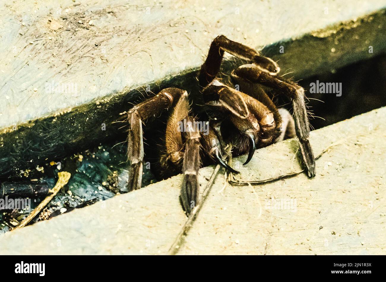 tarantula teeth in Costa Rica Stock Photo - Alamy