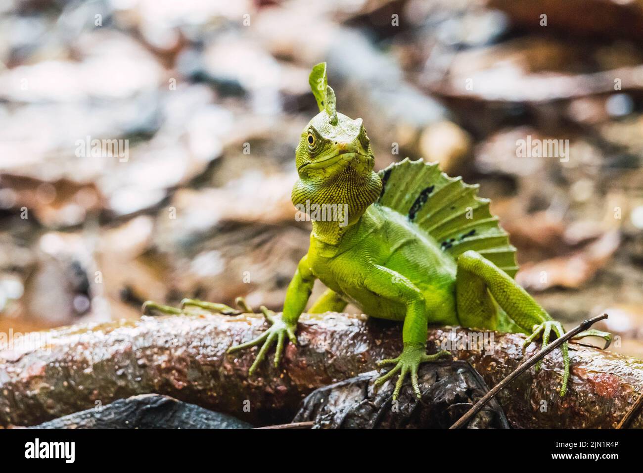 green basilisk leaning on a branch Stock Photo - Alamy