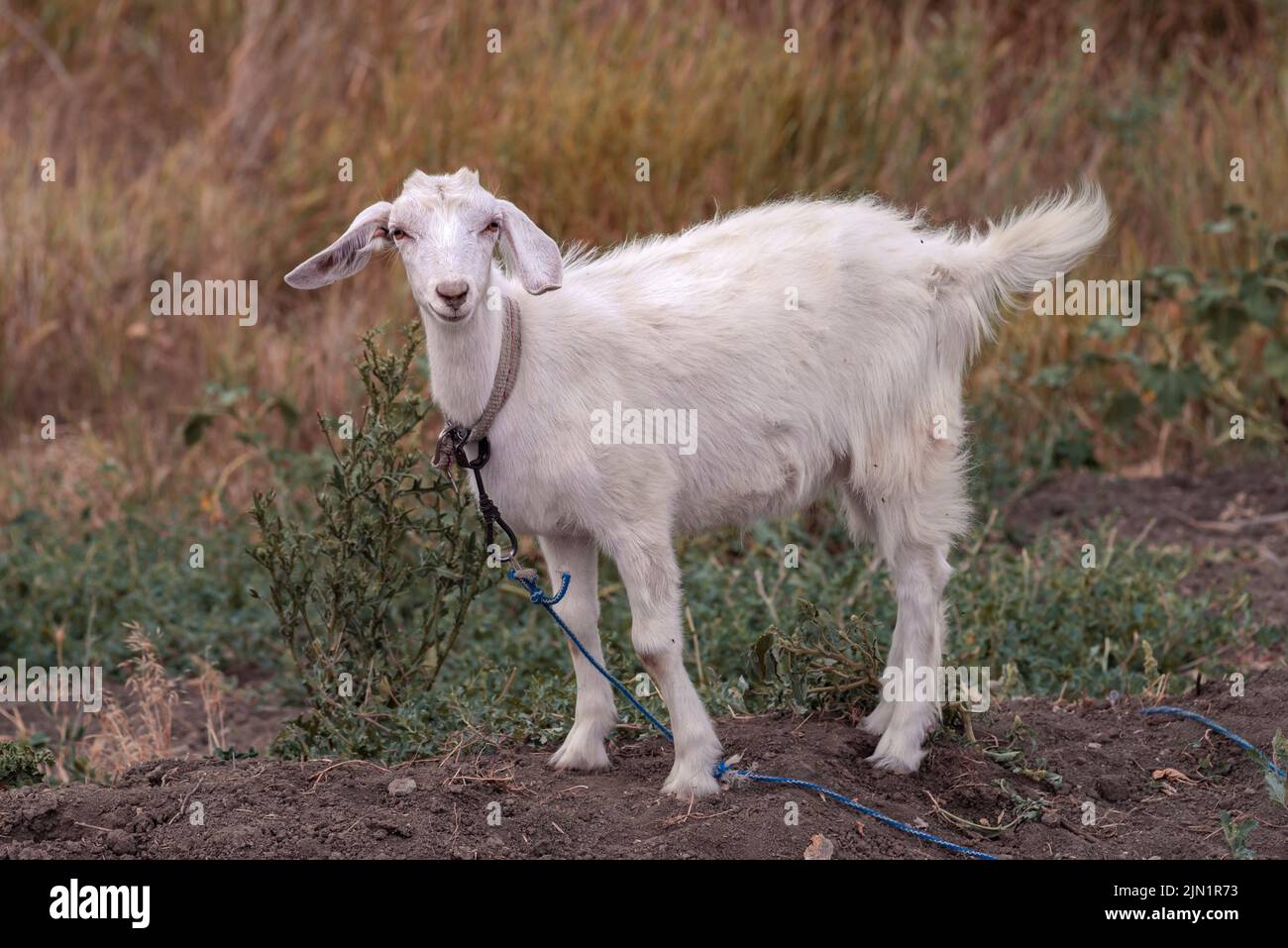 Cute beautiful autumn Young goatling outdoors she-goat feeding with ...