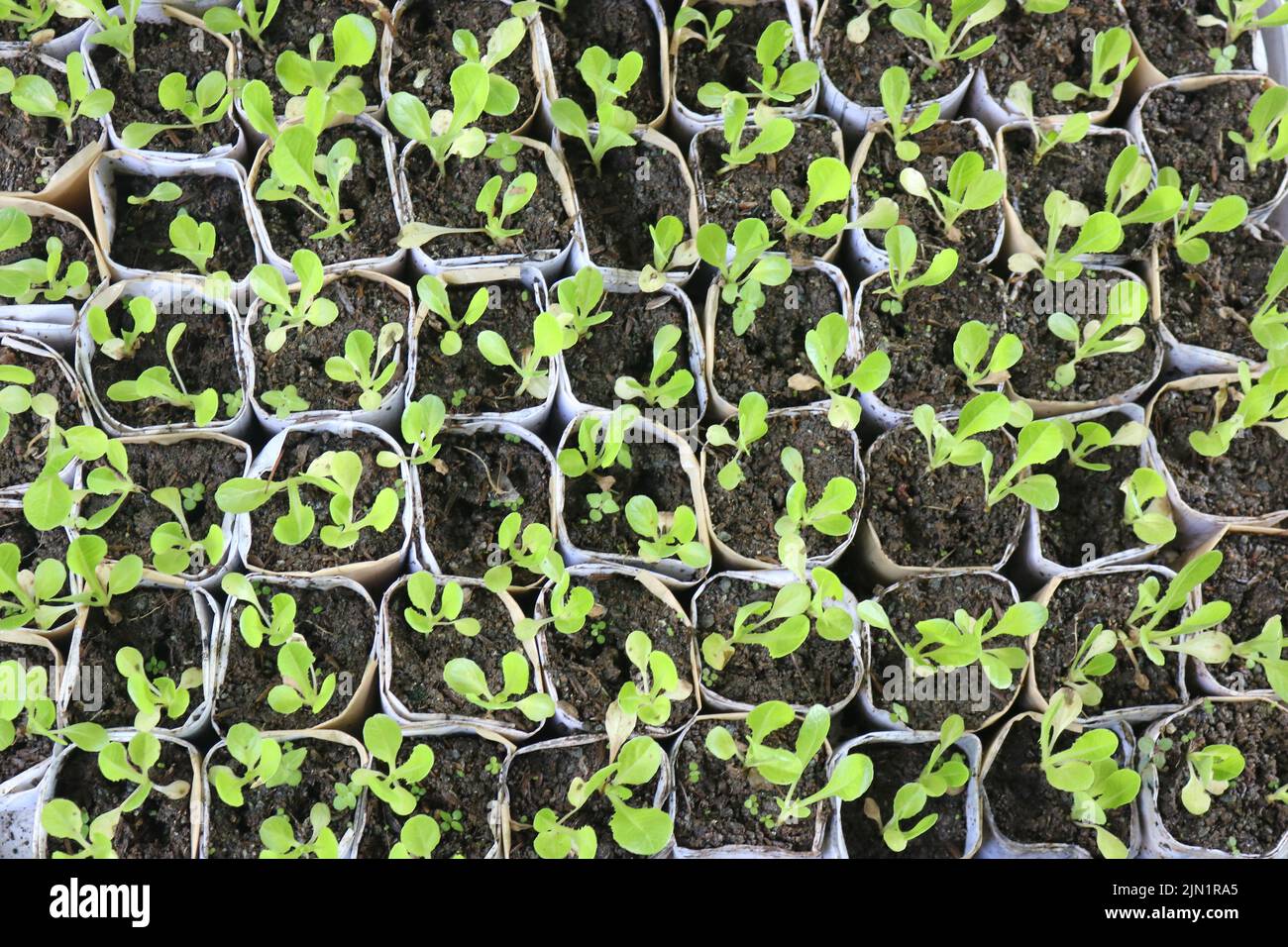 vegetable seedlings potted using recycled paper inside a crate Stock ...
