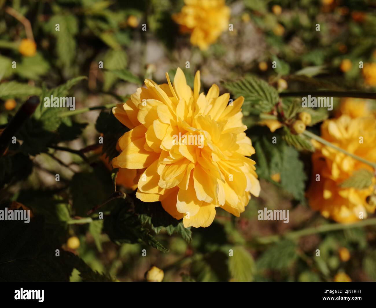A closeup of blooming yellow Kerria japonica flower isolated in blurred ...