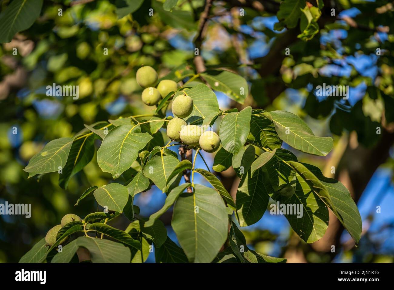 Portland oregon forest park hi-res stock photography and images - Alamy