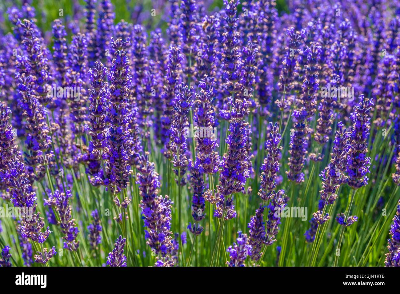Wildflowers in lavender field hi-res stock photography and images - Alamy
