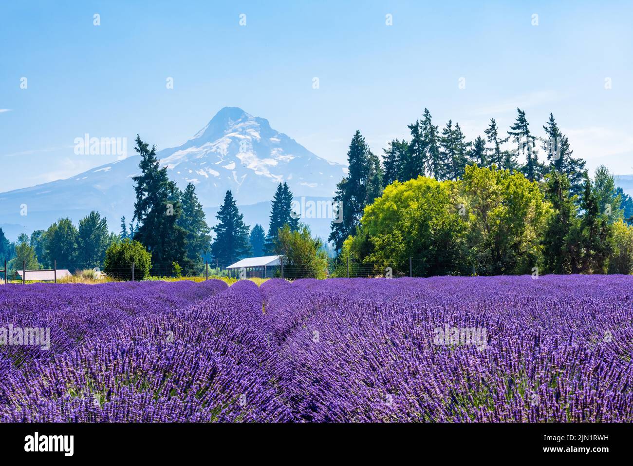 Oregon fields hi-res stock photography and images - Alamy