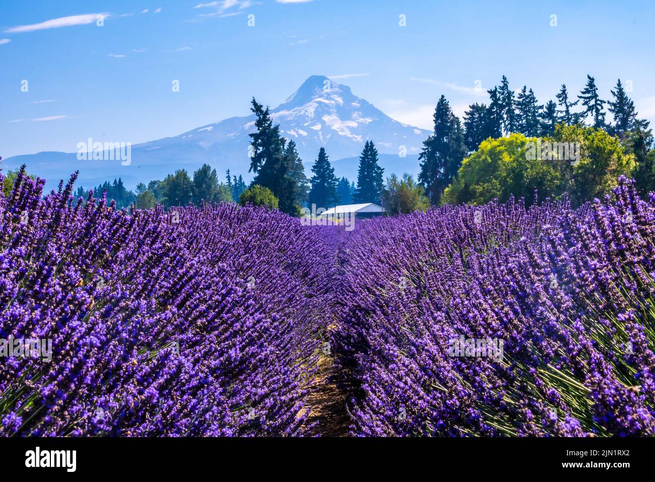 Wildflowers in lavender field hi-res stock photography and images - Alamy