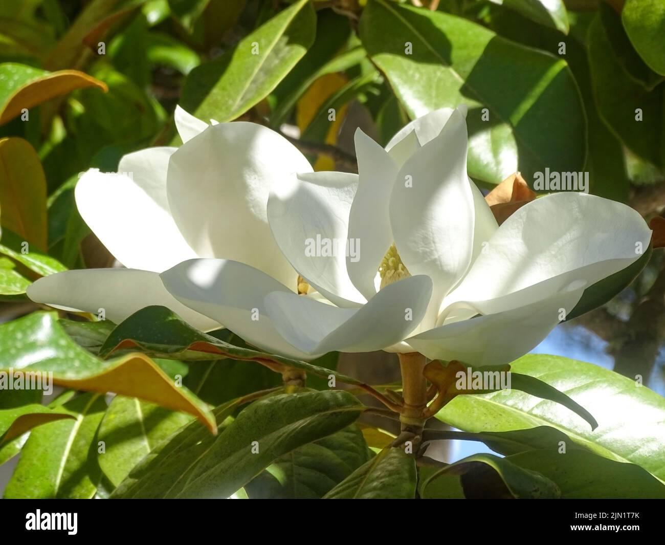 Large magnolia leaf hi-res stock photography and images - Alamy