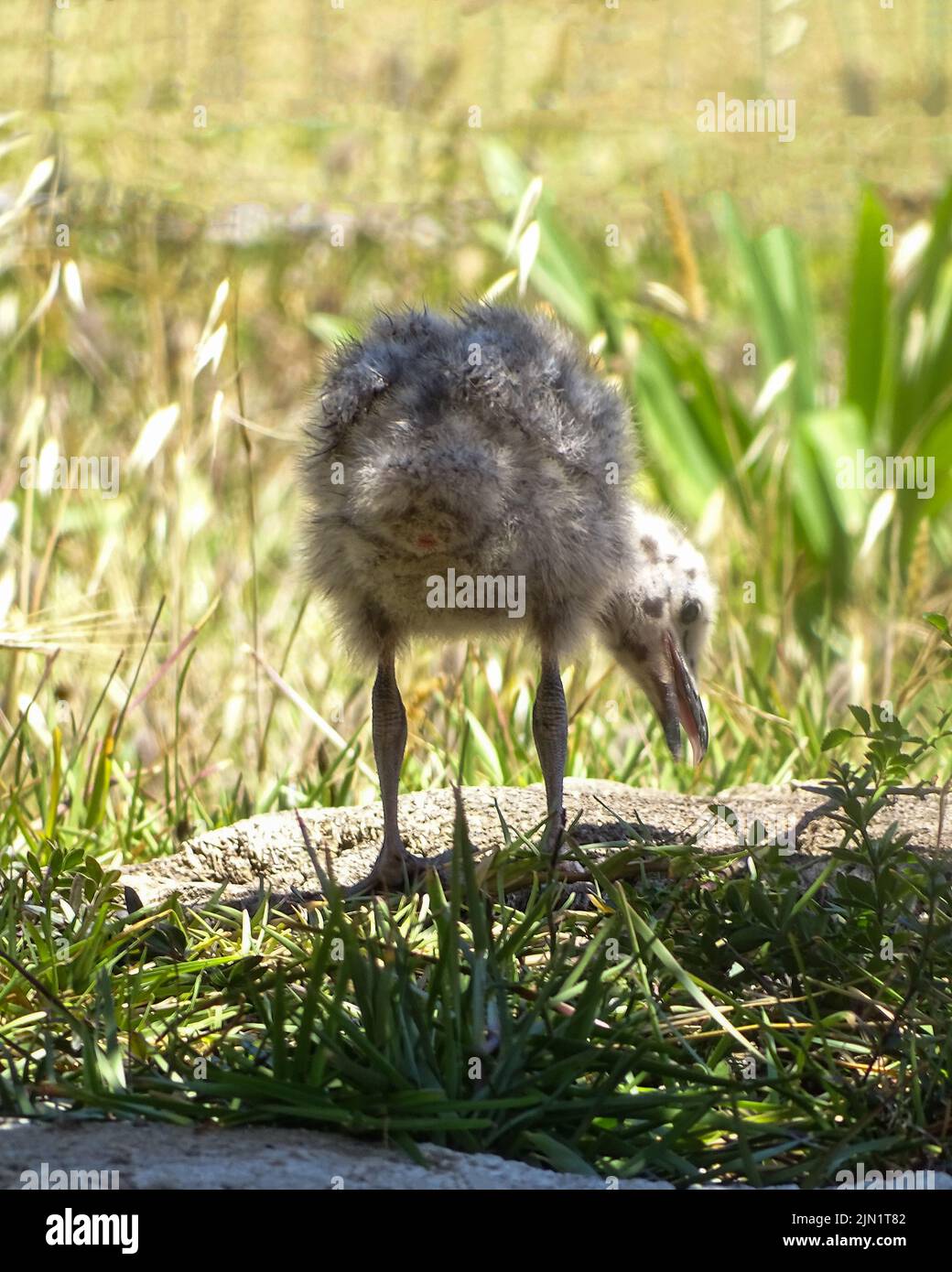 Down chick hi-res stock photography and images - Alamy
