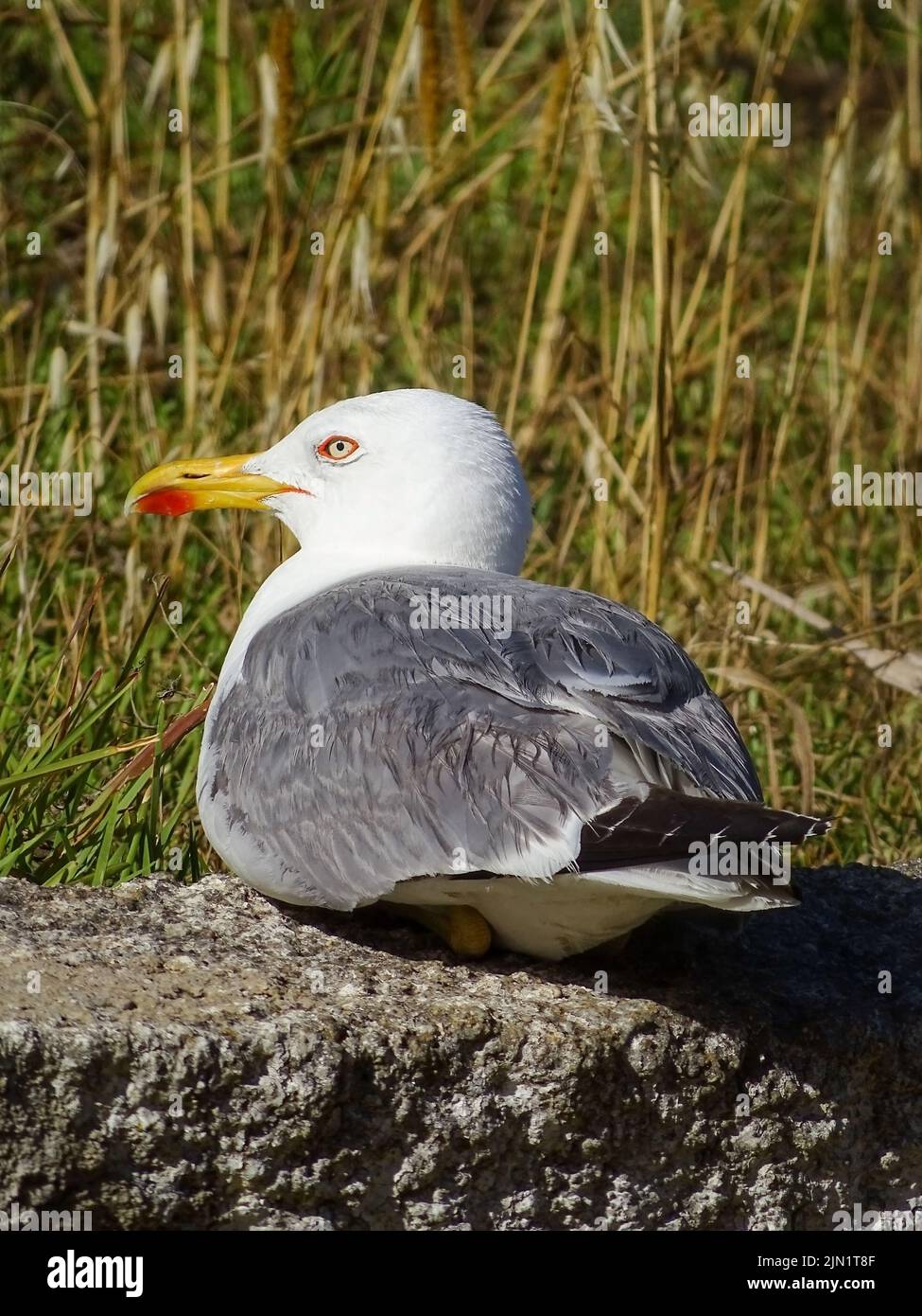A white-gray gull lies on a stone and looks into the camera Stock Photo ...