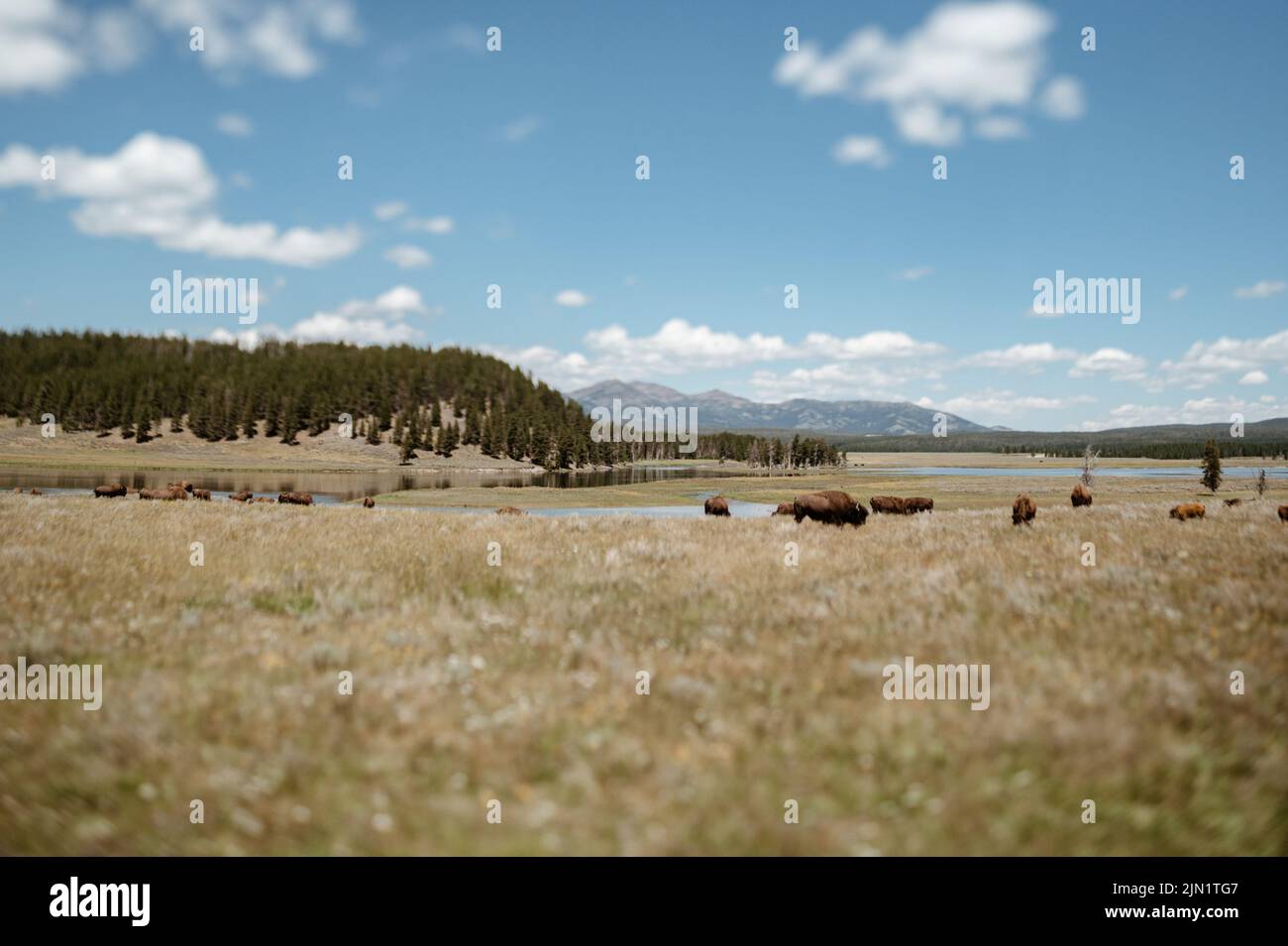 Hayden river in the hayden valley at yellowstone national park hi-res ...