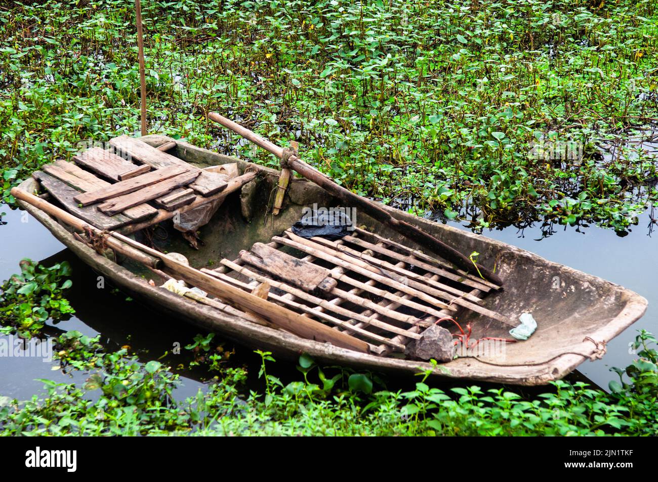 Wooden boat scow with oars sitting within fields of water vegetation ...