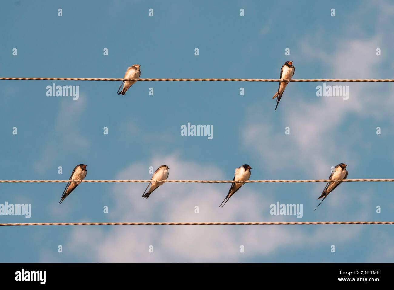 Barn swallow resting and playing on a cable. A fairly large, colorful ...