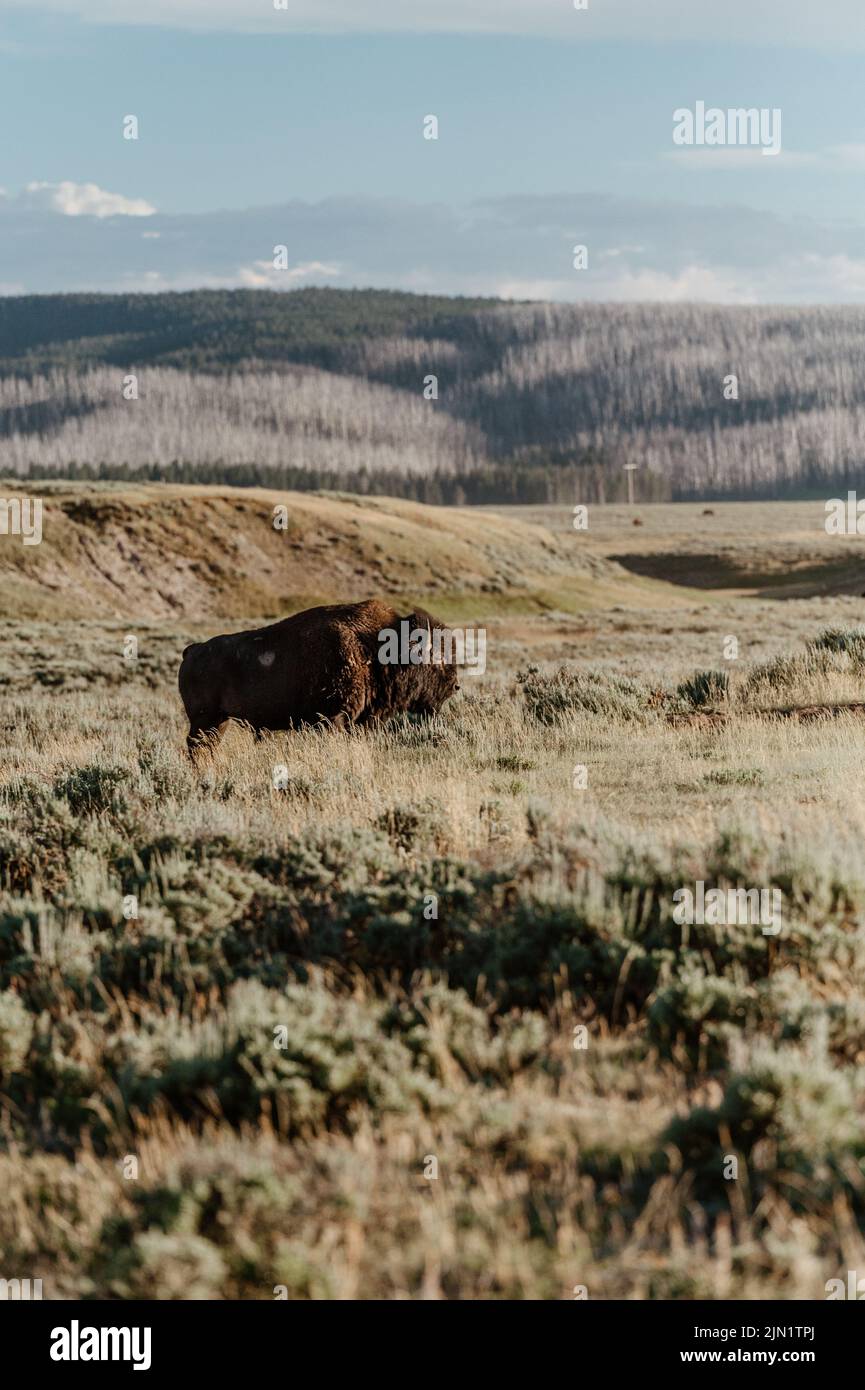 Bison Grazing in Hayden Valley, Yellowstone National Park Stock Photo ...