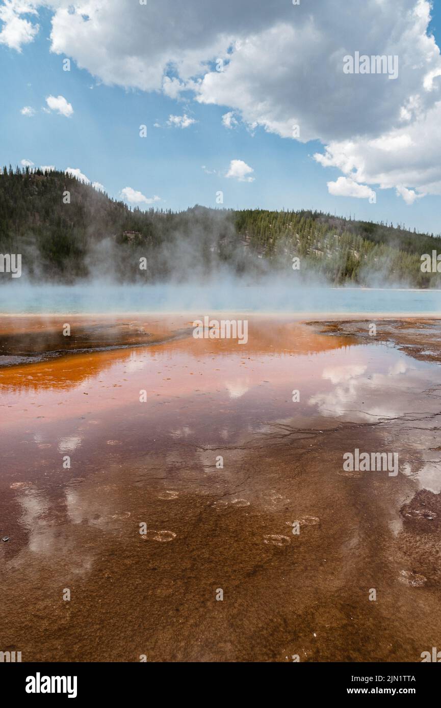 Grand prismatic spring bison hi-res stock photography and images - Alamy