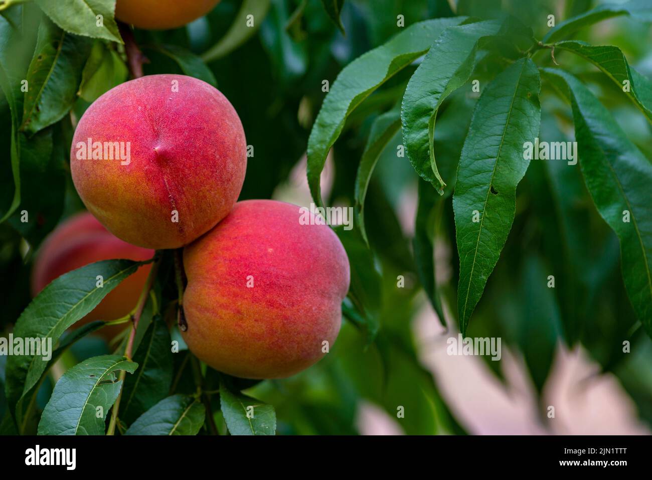 Peach growing on a tree branches Fresh sunset light blur green ...