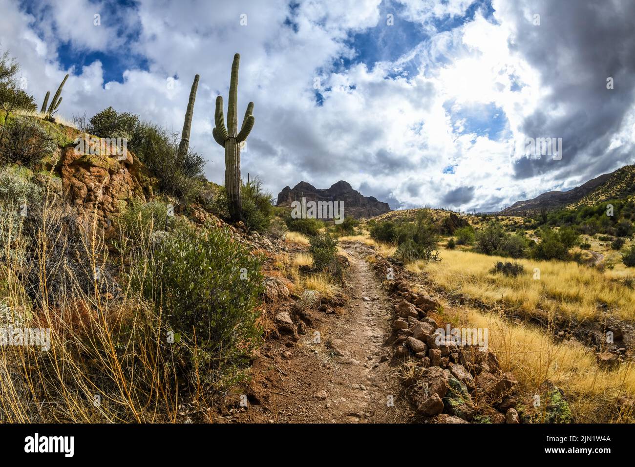 An overlooking view of Tonto National Forest, Arizona Stock Photo - Alamy