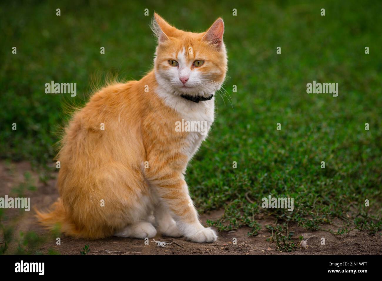 red Cat with kind green eyes, Portrait cute red ginger kitten. happy ...
