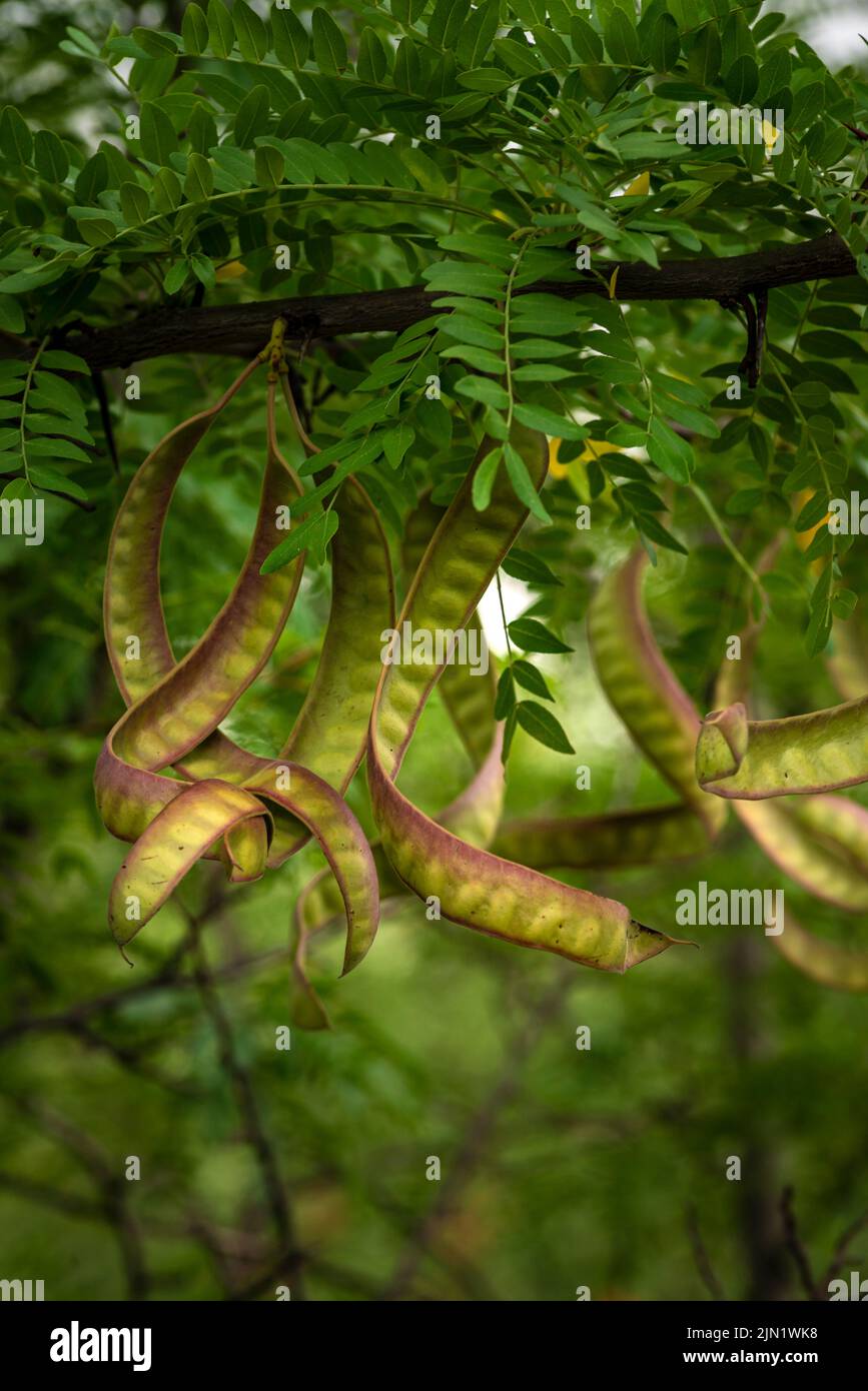Ceratonia siliqua, commonly known as the wild carob tree or carob bush ...
