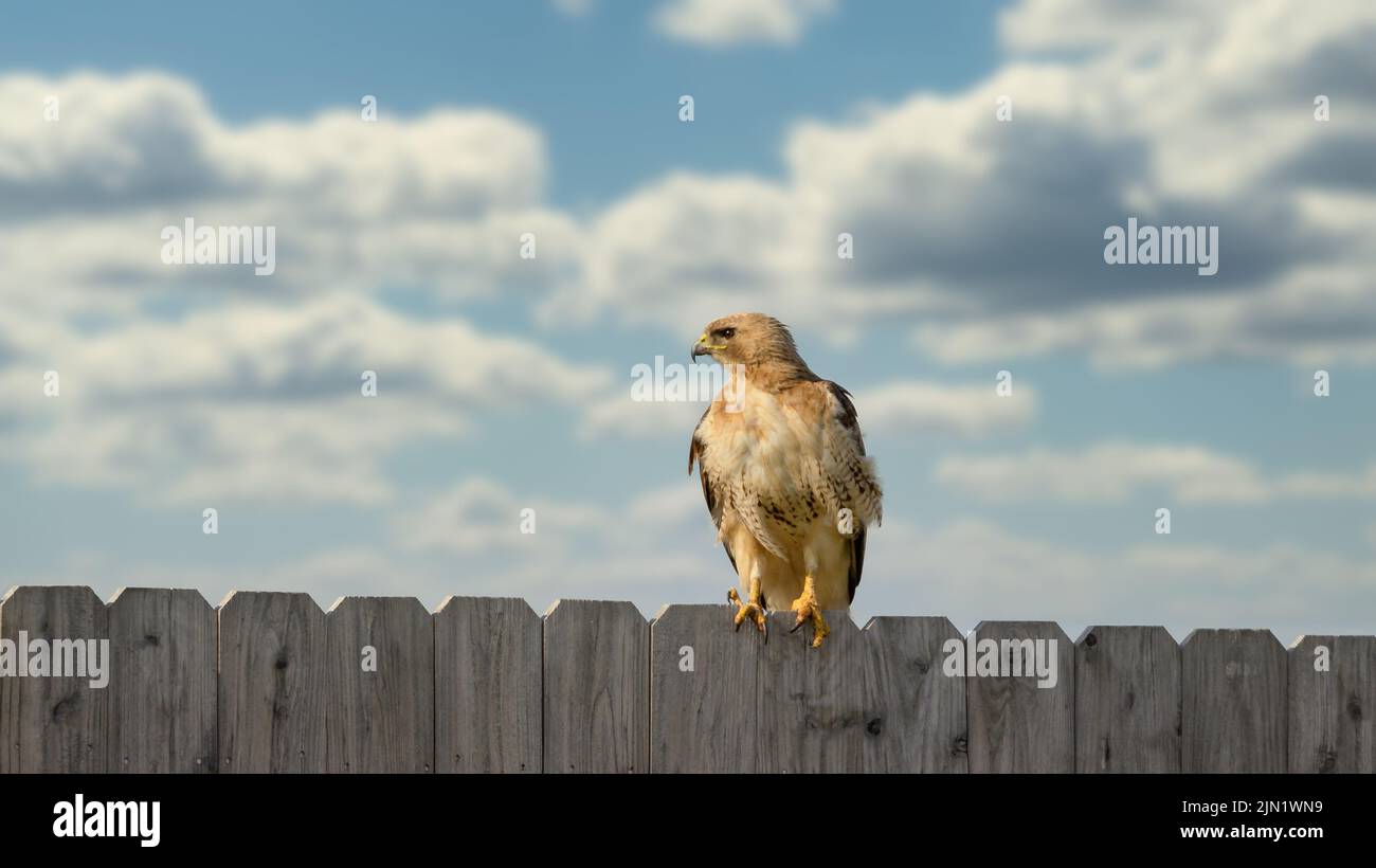 A closeup of hawk perching on wooden fence in background of cloudy sky ...
