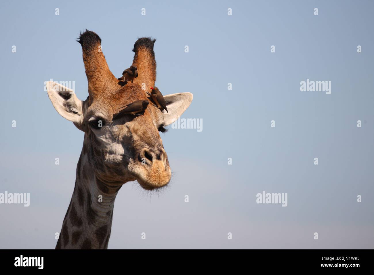 Giraffe / Giraffe / Giraffa Camelopardalis Stock Photo - Alamy