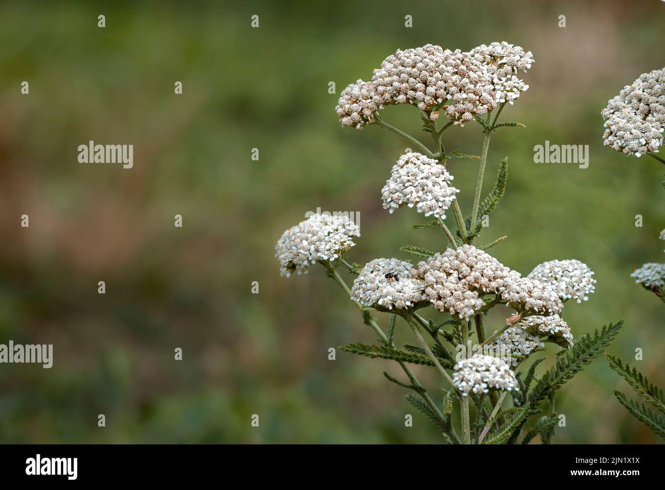 Milfoil flowers in meadow macro photo. Medical herb, Achillea ...