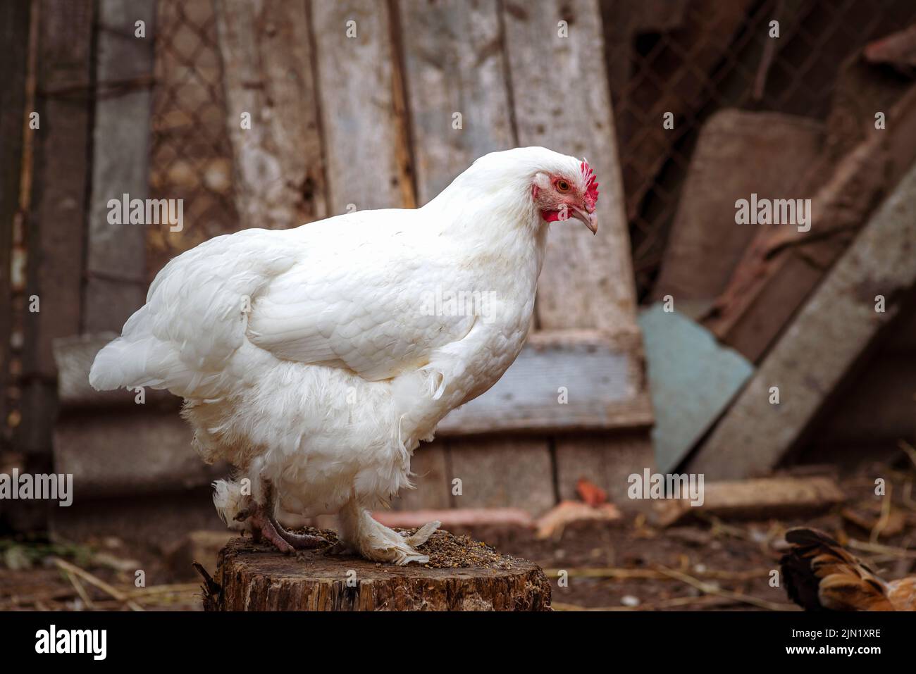 Portrait of the white orpington chicken hen hen house nibbling on the ...