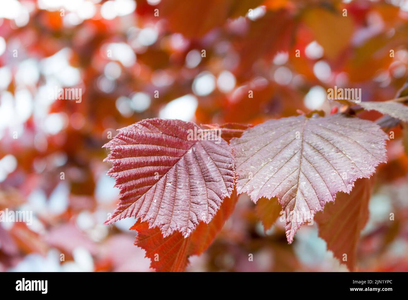 Red leaved hazel hi-res stock photography and images - Alamy