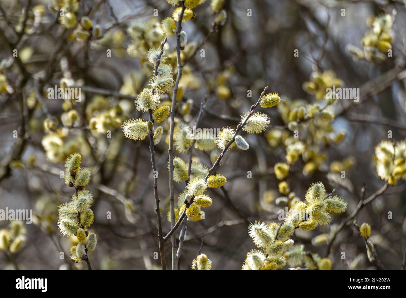 Blossoming branches with fluffy yellow buds close-up on spring sunny ...
