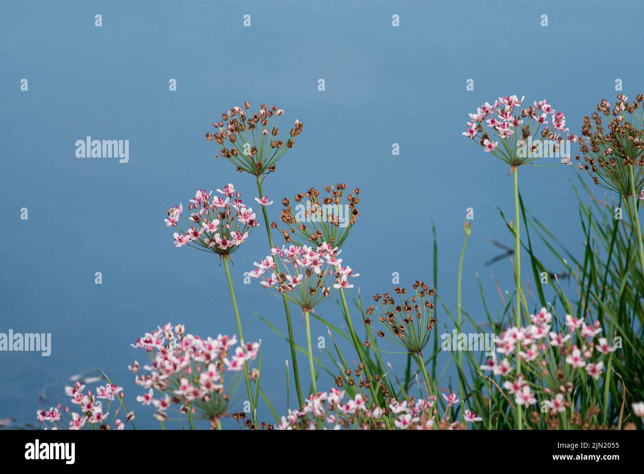 Flowering rush (Butomus umbellatus) sunset green blue background ...