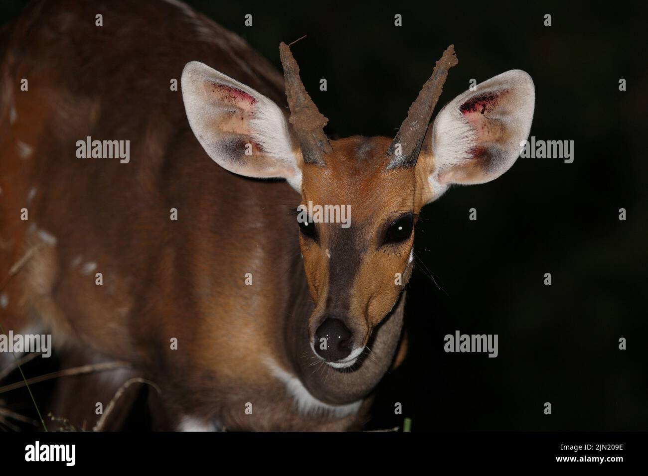 Bushbuck at night hi-res stock photography and images - Alamy