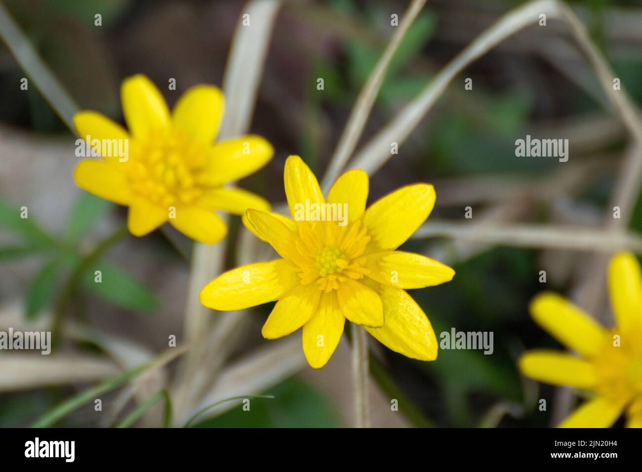 Yellow Lesser celandine spring flowers close-up. Nature blossom with ...