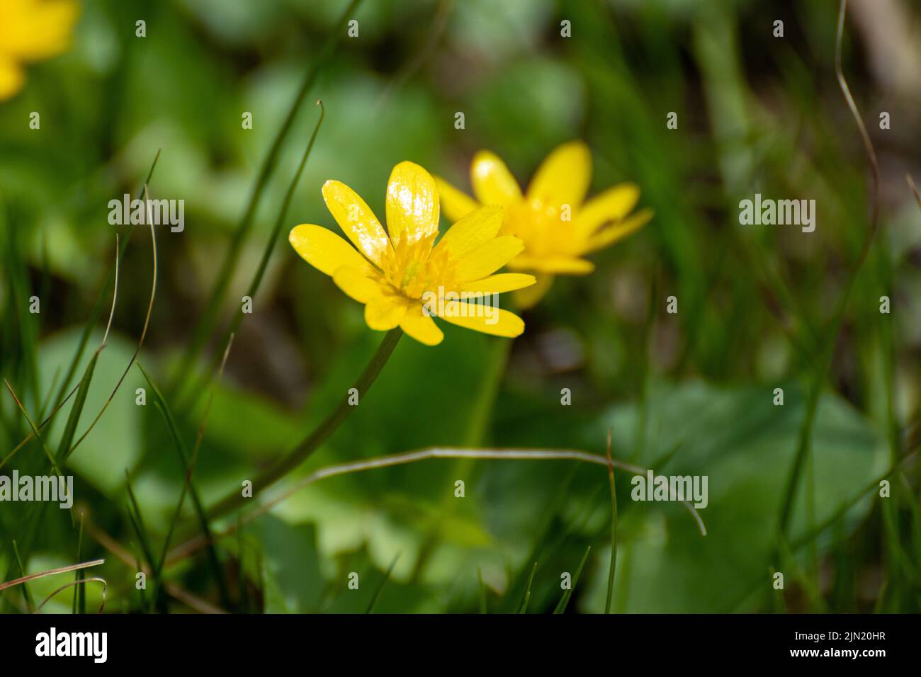 Yellow Lesser celandine, pilewort spring flowers blooming close-up ...