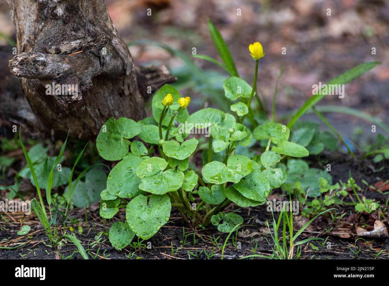 Yellow Lesser celandine flowers with green leaves in spring forest ...
