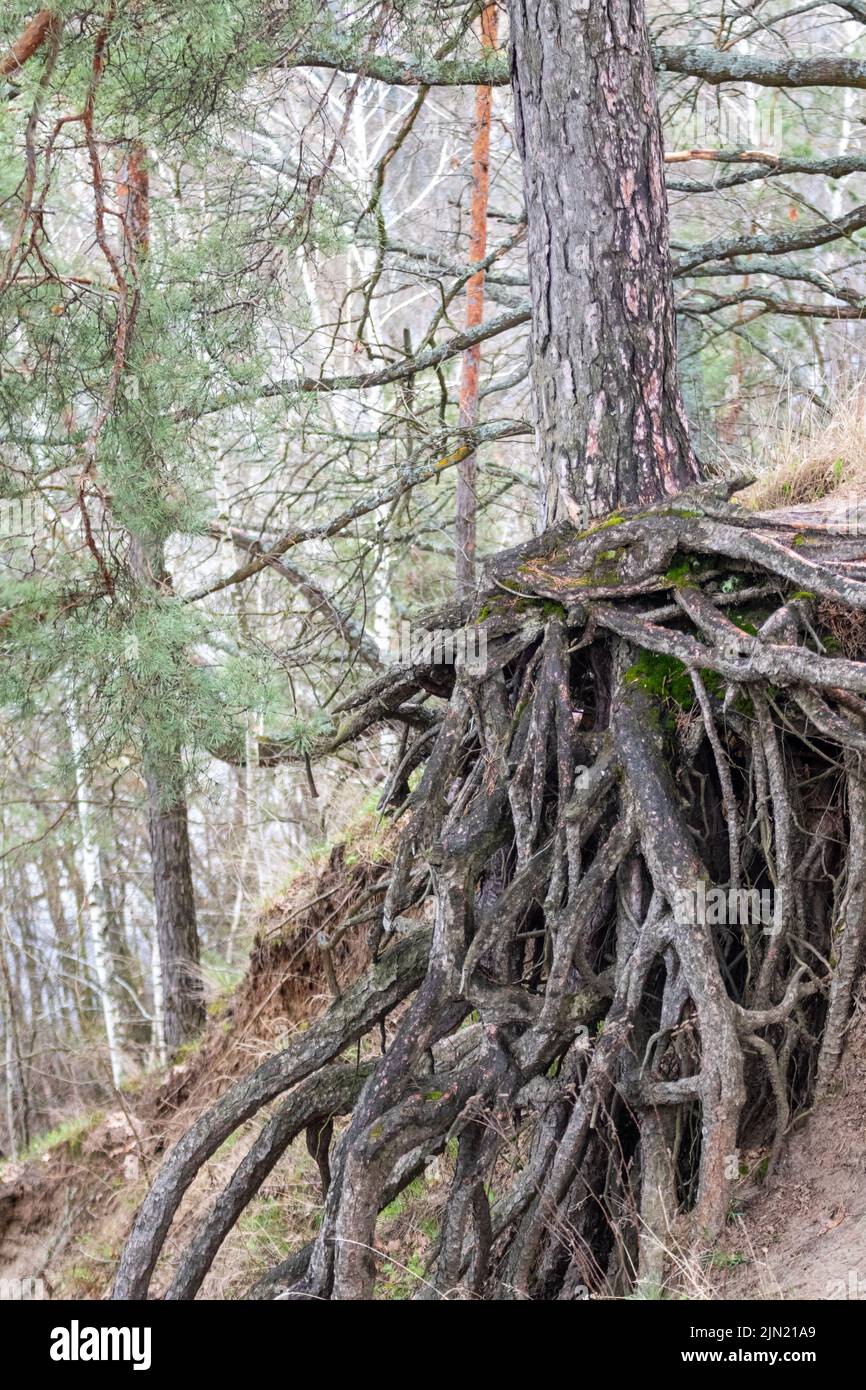 Spring scenery hill tree hi-res stock photography and images - Alamy