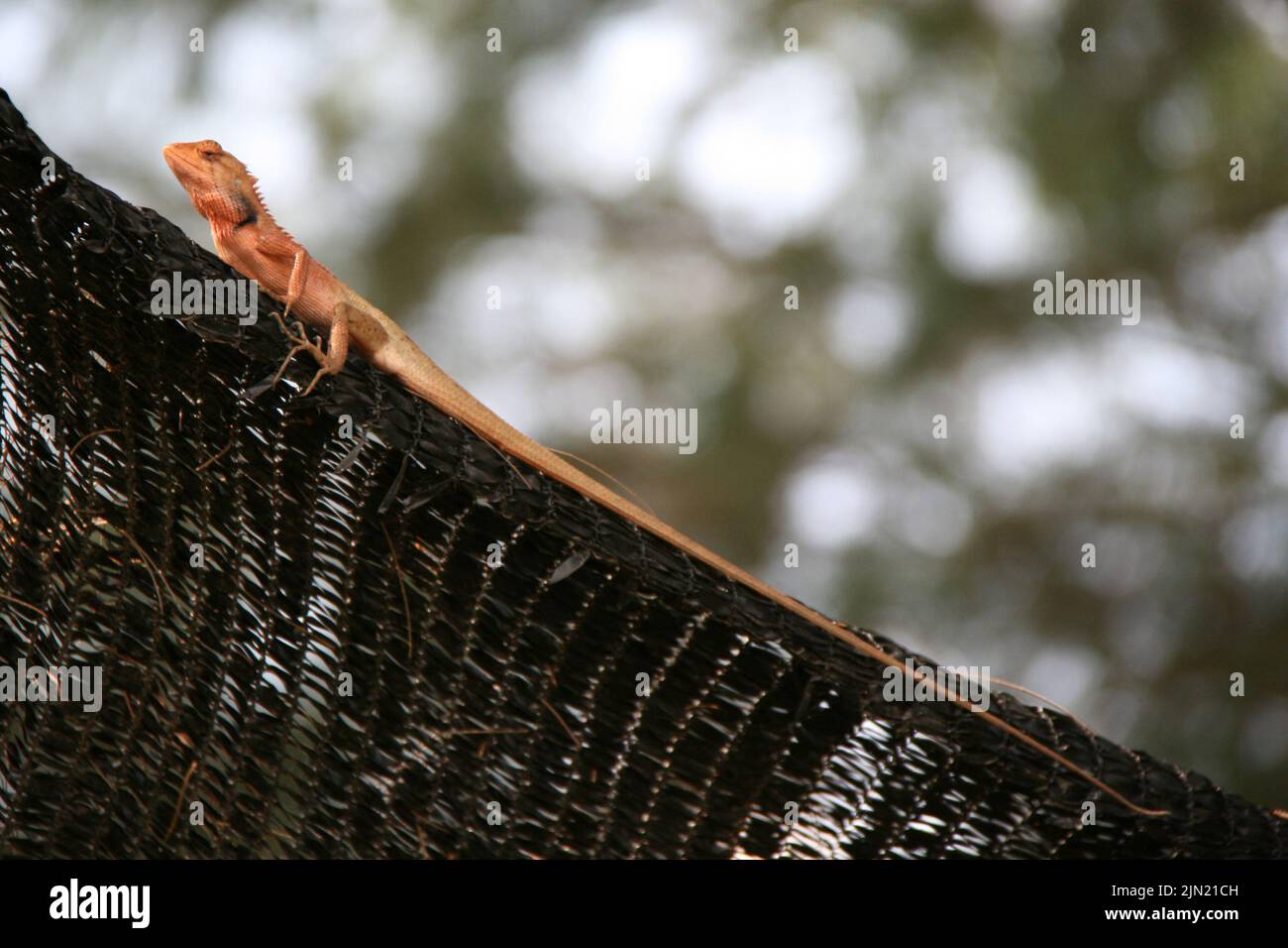Faune vietnam hi-res stock photography and images - Alamy